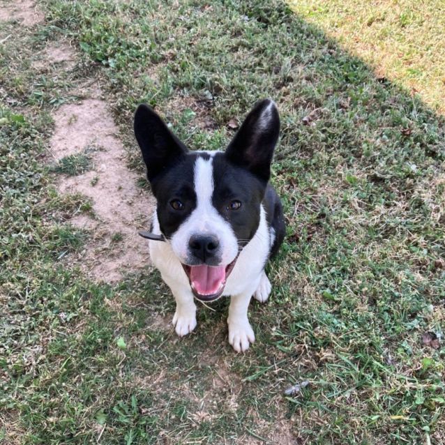 Phill - Small Male French Bulldog x Border Collie Dog in NSW - PetRescue