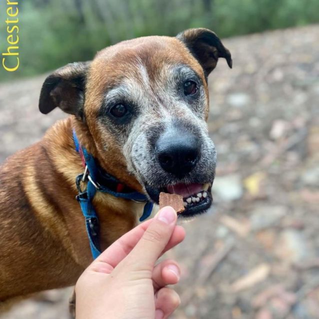 Chester - Medium Male Boxer x Ridgeback Dog in NSW - PetRescue