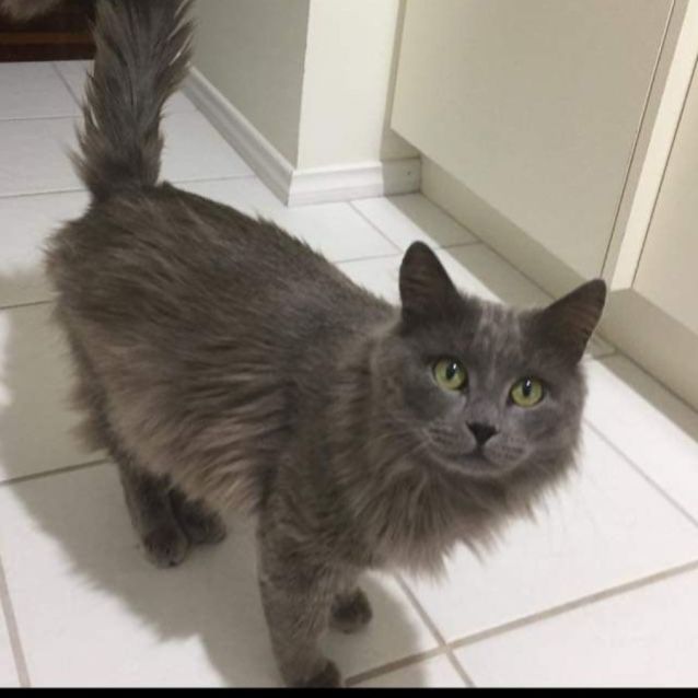 Michael💚 - Male Domestic Long Hair Cat in VIC - PetRescue