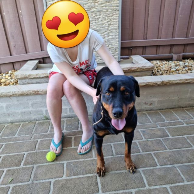 Stella ** Pure Breed Rottweiler ** - Large Female Rottweiler Dog in NSW ...