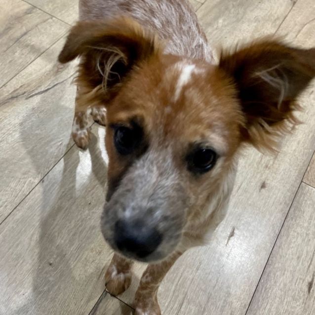 Patsy - Small Female Mixed Dog in VIC - PetRescue