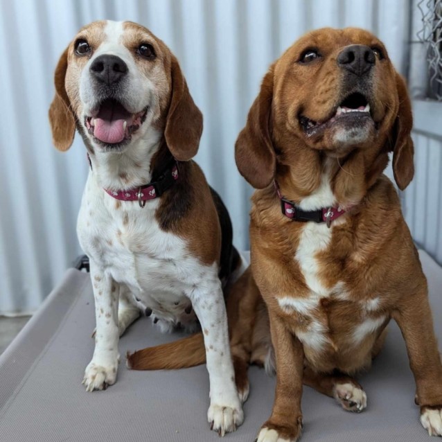Amy & Ginger - Medium Female Beagle x Cavalier King Charles Spaniel Dog ...