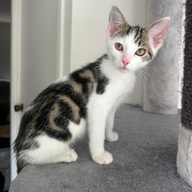 Corby - Male Domestic Short Hair (DSH) Cat in NSW - PetRescue