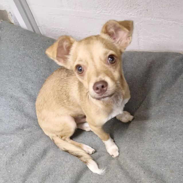 D949 Cholo - Small Male Chihuahua Dog in NSW - PetRescue