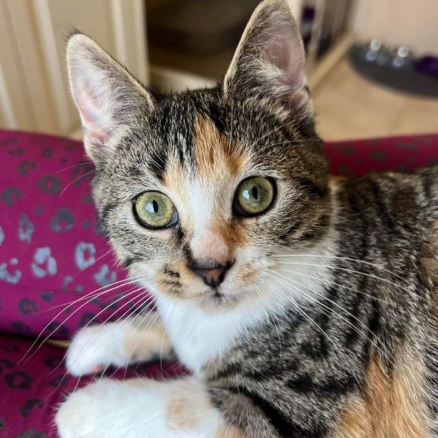 Pip - Female Domestic Short Hair Cat in VIC - PetRescue