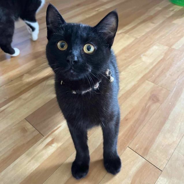 Carbon - Male Domestic Short Hair Cat in NSW - PetRescue