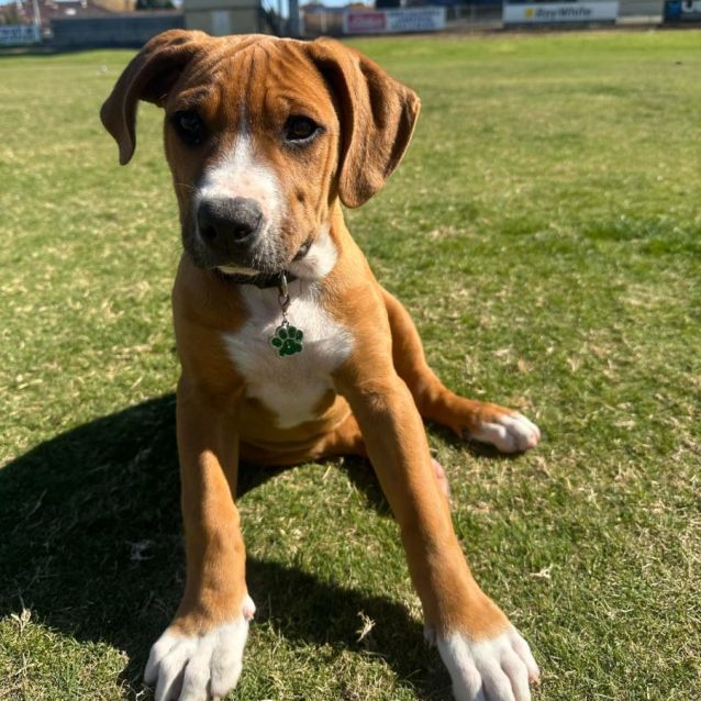 Sugar - Large Female Mastiff Mix Dog in VIC - PetRescue