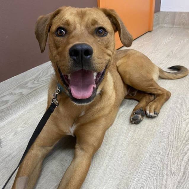 Rusty - Medium Male American Staffordshire Terrier Mix Dog in VIC - PetRescue