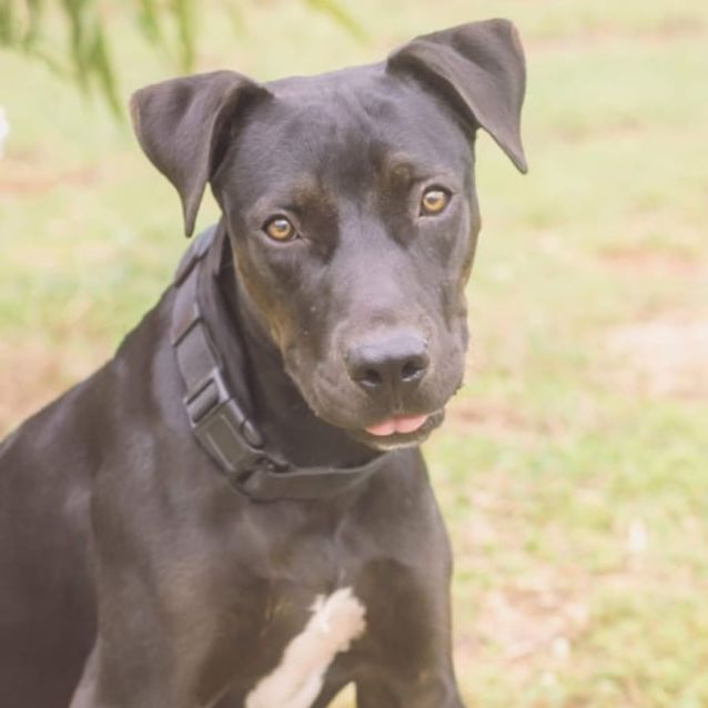 Lucy - Medium Female Labrador x Staffy Dog in QLD - PetRescue