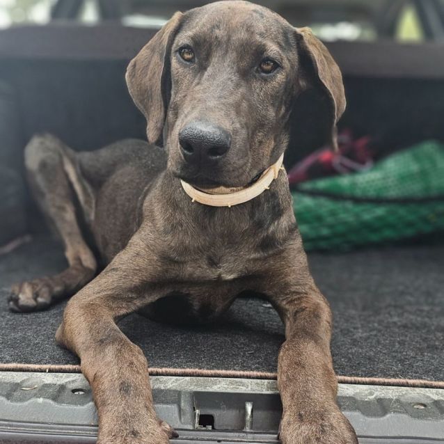 Chevelle - Large Male Great Dane x Bull Arab Mix Dog in QLD - PetRescue