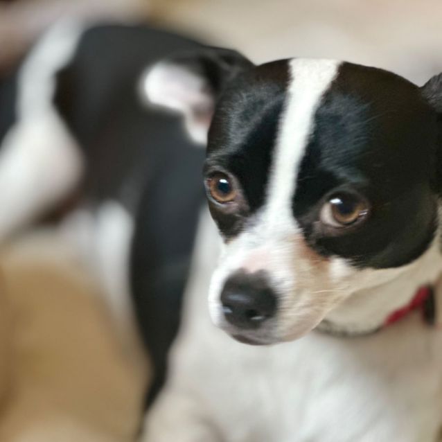 Bo (aka Rex) - Small Male Chihuahua Dog in VIC - PetRescue