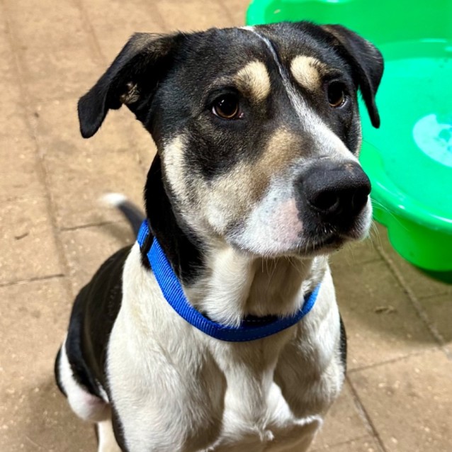 Trigger - Large Male Border Collie x Staffy Mix Dog in VIC - PetRescue