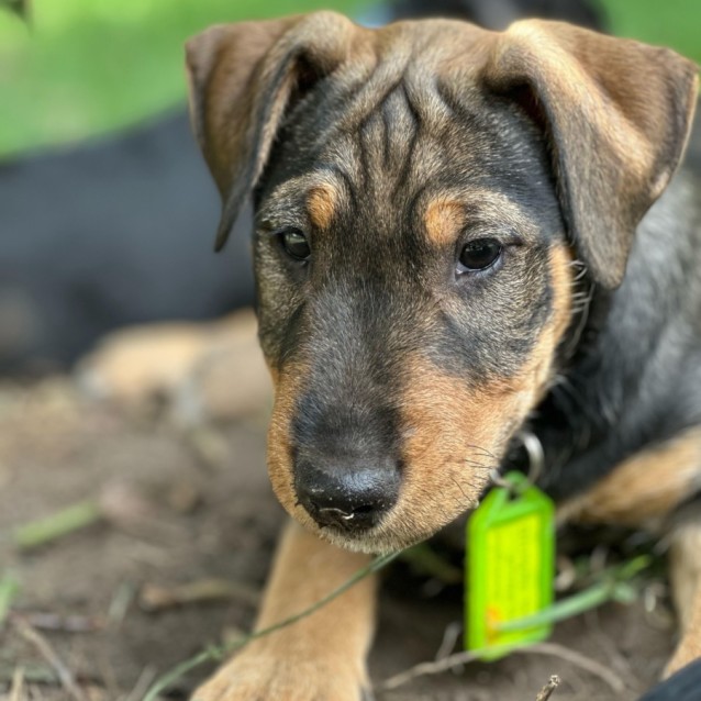 Tatarus - Medium Male Bull Terrier x Schnauzer Mix Dog in VIC - PetRescue