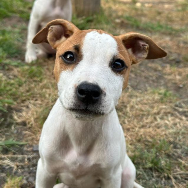 Jennifer - Large Female Boxer x Pointer Mix Dog in VIC - PetRescue