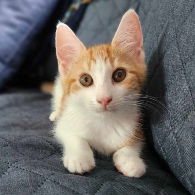 Fizz - Male Domestic Short Hair Cat in NSW - PetRescue