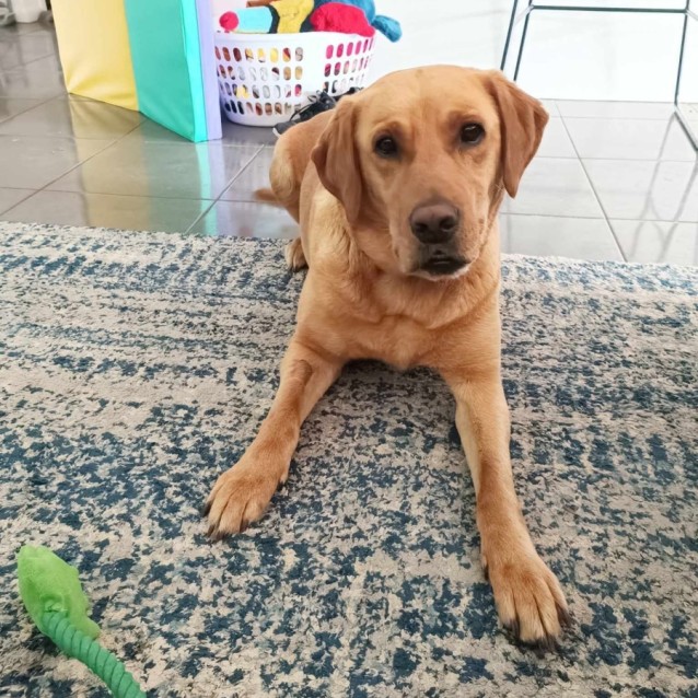 Sandy - Medium Female Labrador Retriever Dog in VIC - PetRescue
