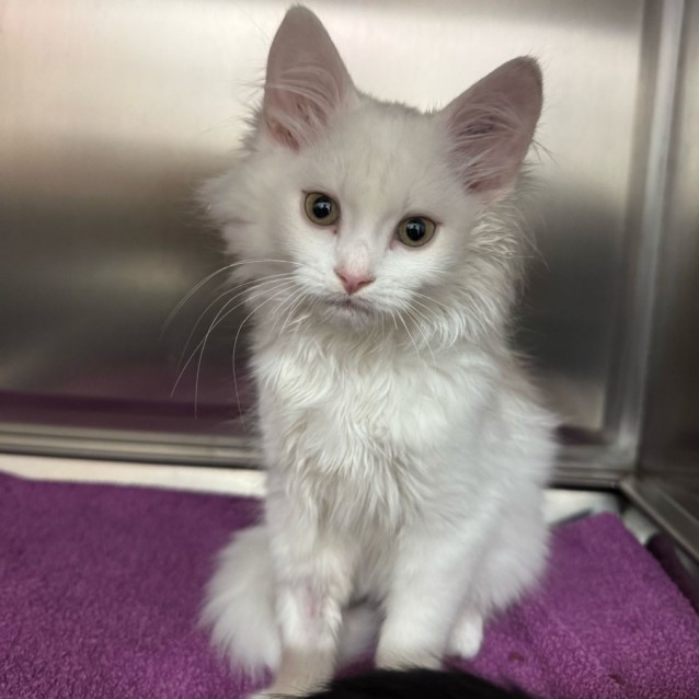 Tommy - Male Domestic Long Hair (DLH) Cat in VIC - PetRescue