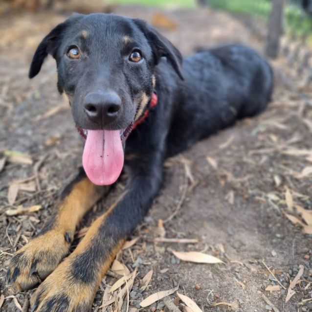 Jarrah - Medium Male Kelpie Mix Dog in NSW - PetRescue