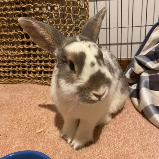 Bruce - Male Rabbit in ACT - PetRescue