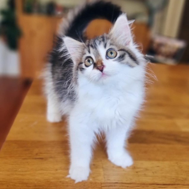 Mish - Located in Coburg - Female Domestic Short Hair (DSH) Cat in VIC ...