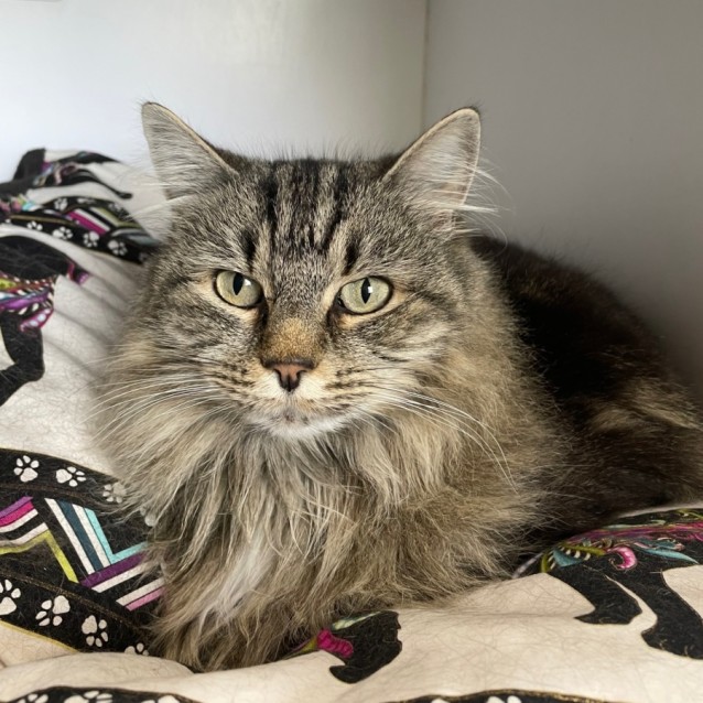 Princess - Female Ragdoll x Domestic Long Hair (DLH) Cat in NSW - PetRescue