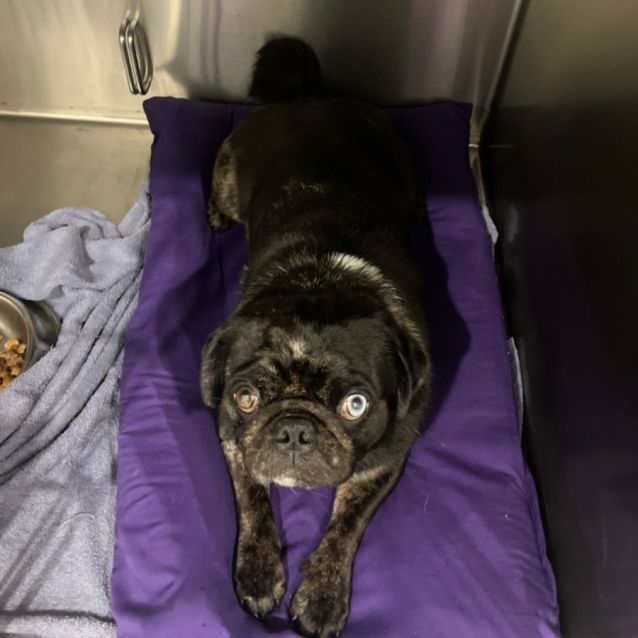 Robin - Small Male Pug Dog in QLD - PetRescue