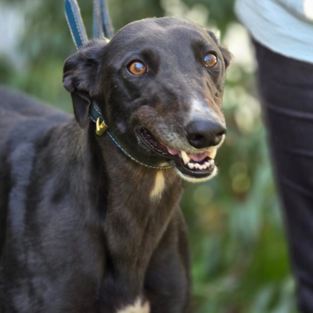 Rocking Gizmo - Large Female Greyhound Dog in VIC - PetRescue