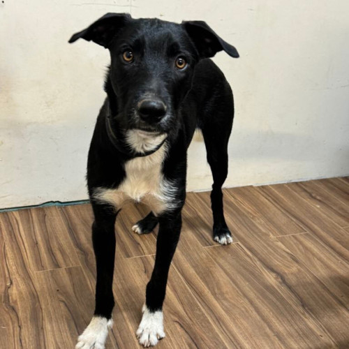 Karma's Place Rescue - PetRescue