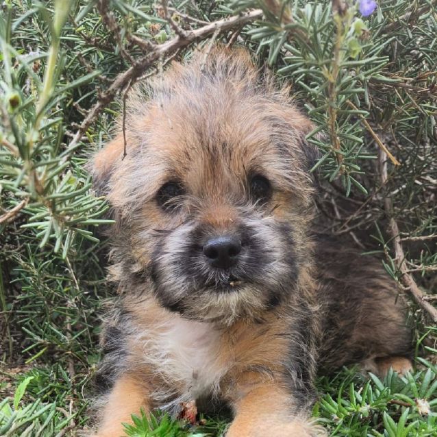 Everett - Small Male Silky Terrier Mix Dog in QLD - PetRescue