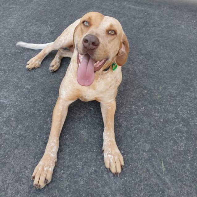 Ellie - Large Female Catahoula x Ridgeback Mix Dog in VIC - PetRescue