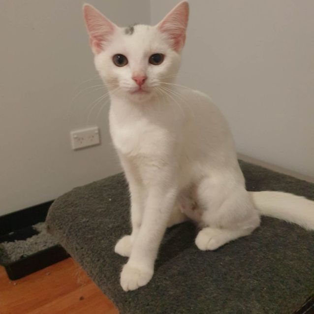 Serafina - Female Domestic Short Hair Cat in QLD - PetRescue