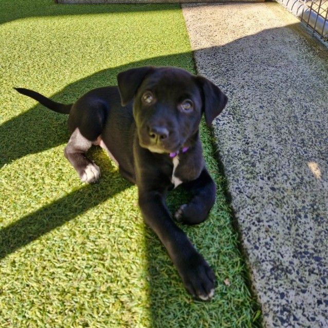 D1014 Jewel - Medium Female Labrador Mix Dog in NSW - PetRescue