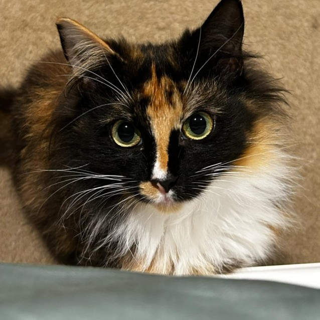 Kiki - Female Domestic Long Hair (DLH) Cat in VIC - PetRescue