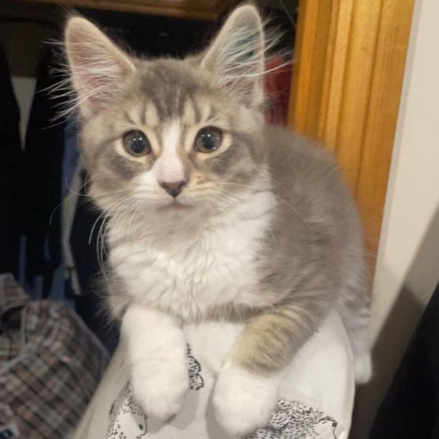 Mopsy - Female Domestic Long Hair Cat in VIC - PetRescue