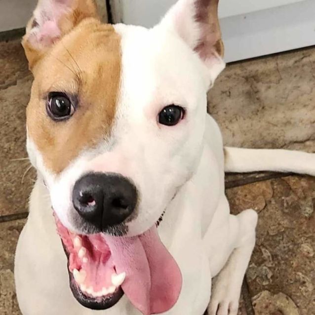 Gregory Goyle - Medium Male Staffy x Jack Russell Terrier Mix Dog in ...