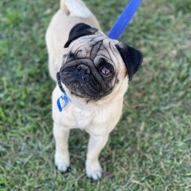 George - Small Male Pug Dog in QLD - PetRescue
