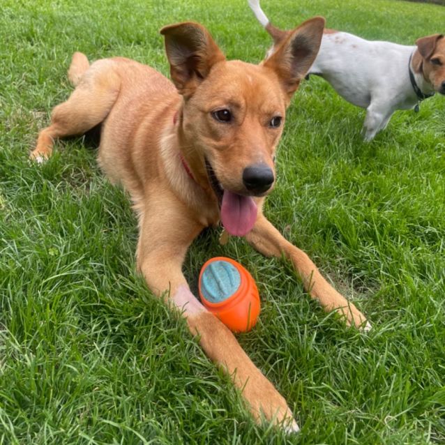 TedLasso - Medium Male Kelpie x Labrador Mix Dog in VIC - PetRescue