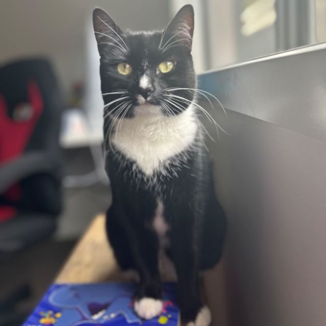 Tippy - Female Domestic Short Hair Cat in VIC - PetRescue