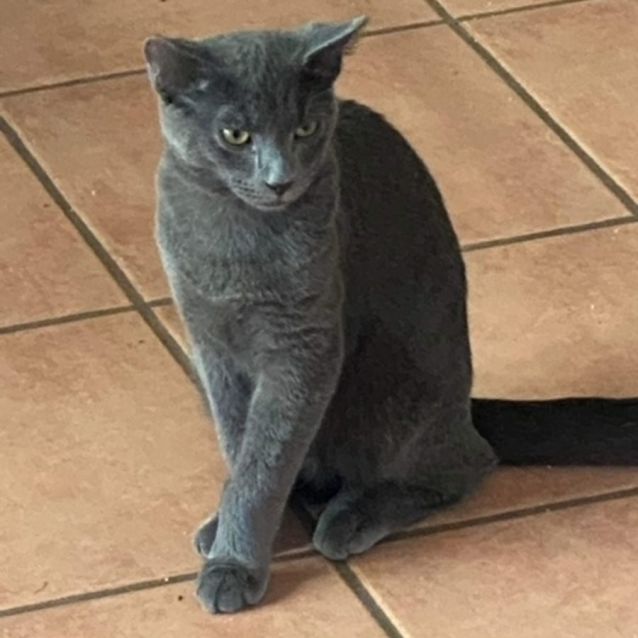 Blue - Male Russian Blue Mix Cat in QLD - PetRescue