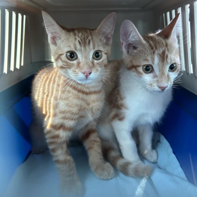 Hank and Zog - Male Domestic Short Hair (DSH) Cat in NSW - PetRescue