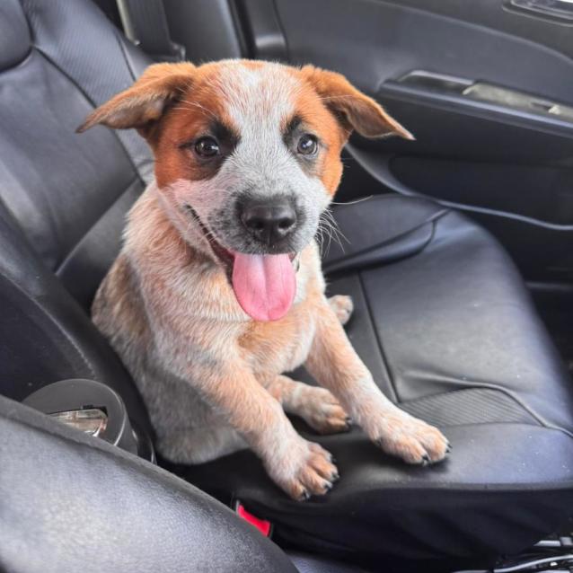 Budge - Medium Female Australian Cattle Dog Dog in NSW - PetRescue