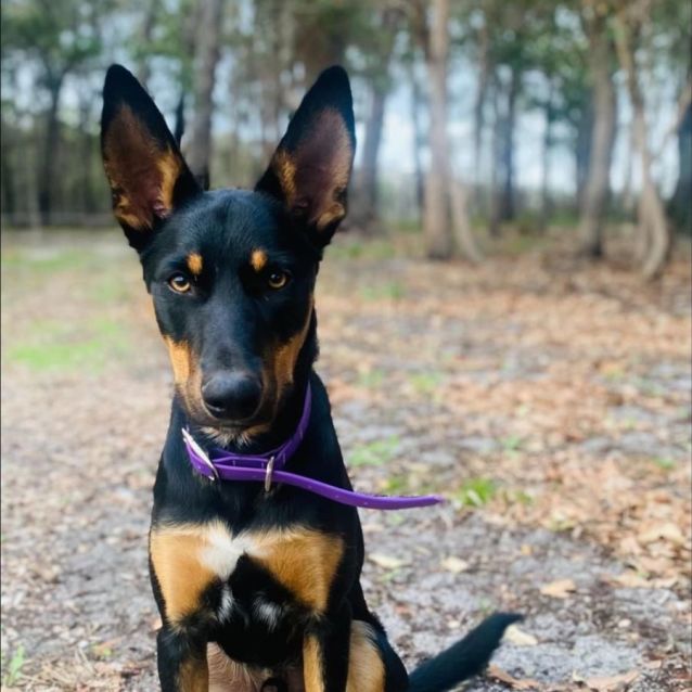 Rusty - Medium Male Kelpie Dog in WA - PetRescue