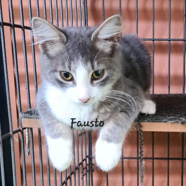 Fausto - Male Domestic Medium Hair Mix Cat in QLD - PetRescue