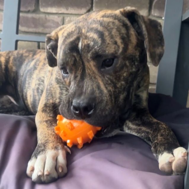 Boris - Large Male Staffy x American Bulldog Mix Dog in VIC - PetRescue