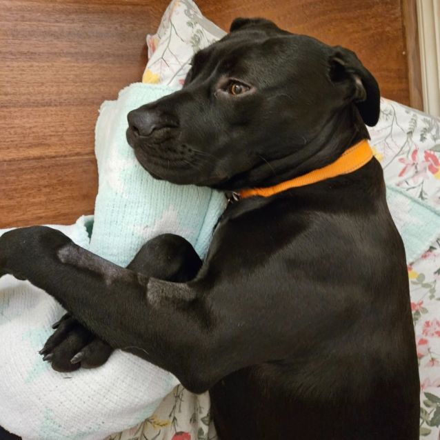 Amaya - Large Female Labrador Mix Dog in VIC - PetRescue