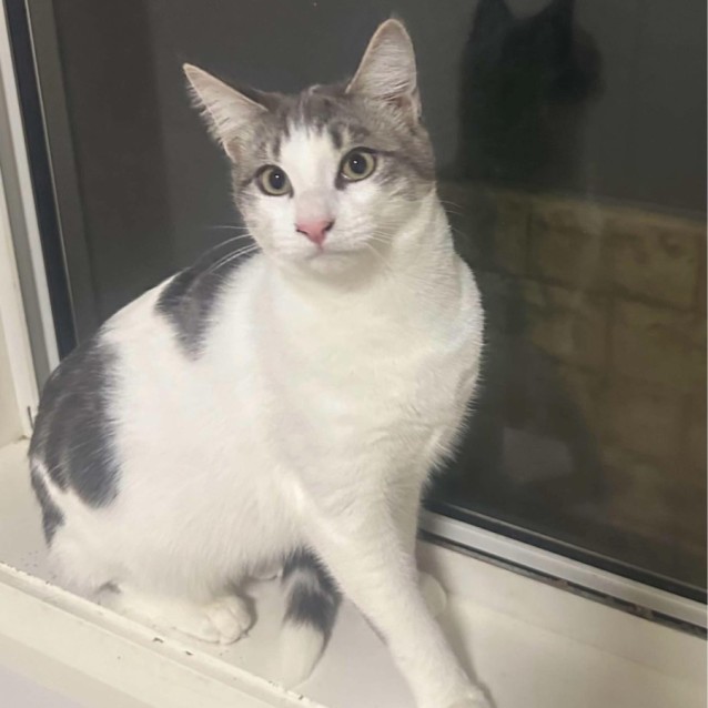 Loki - Male Domestic Short Hair Cat in NSW - PetRescue