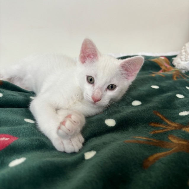 Beni - Male Domestic Short Hair (DSH) Cat in VIC - PetRescue