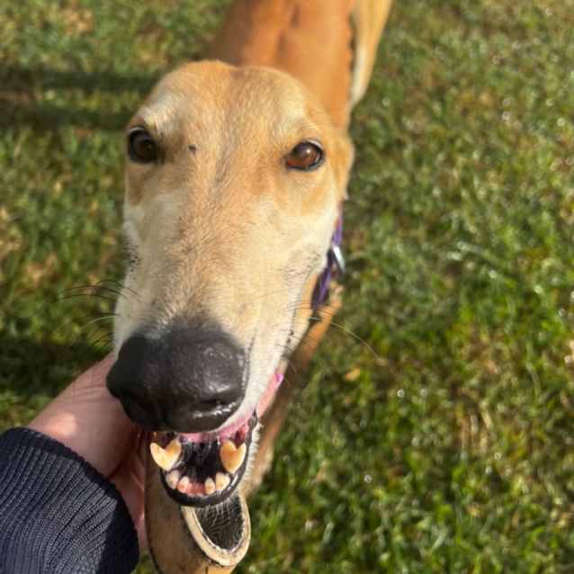 Jacko - Large Male Greyhound Dog in NSW - PetRescue