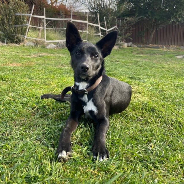 Pip - Medium Female Border Collie x Kelpie Dog in NSW - PetRescue