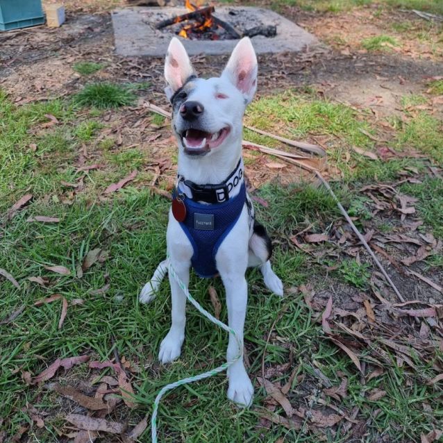 Sonar - Small Female Koolie Mix Dog in ACT - PetRescue